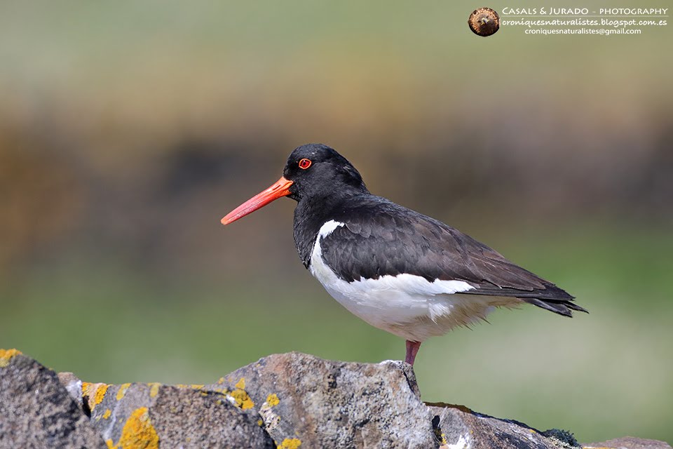 CRÒNIQUES NATURALISTES: FOTOS D'OCELLS AQUÀTICS