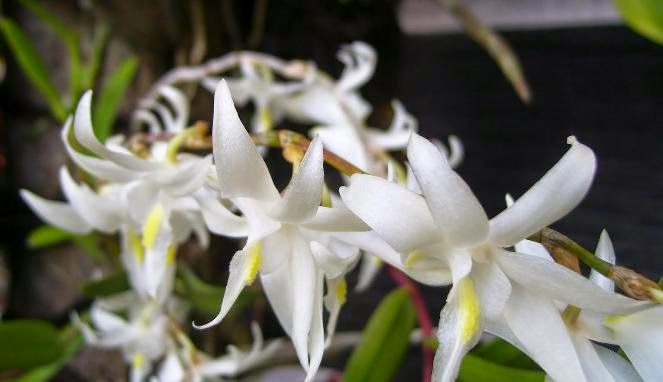 Anggrek Merpati | Depot Bibit Unggul