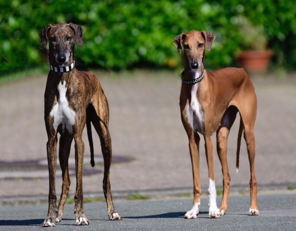 Azawakh - Dog Breeds