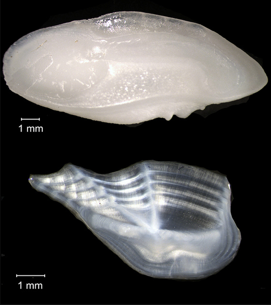 The Fisheries Blog: Ear bones in all shapes and sizes