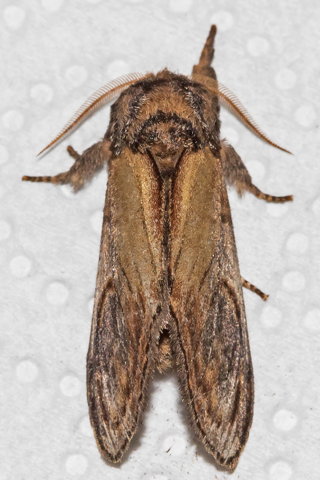 Butterflies, Dragonflies, Moths & other Insects: Pebble Prominent Moth