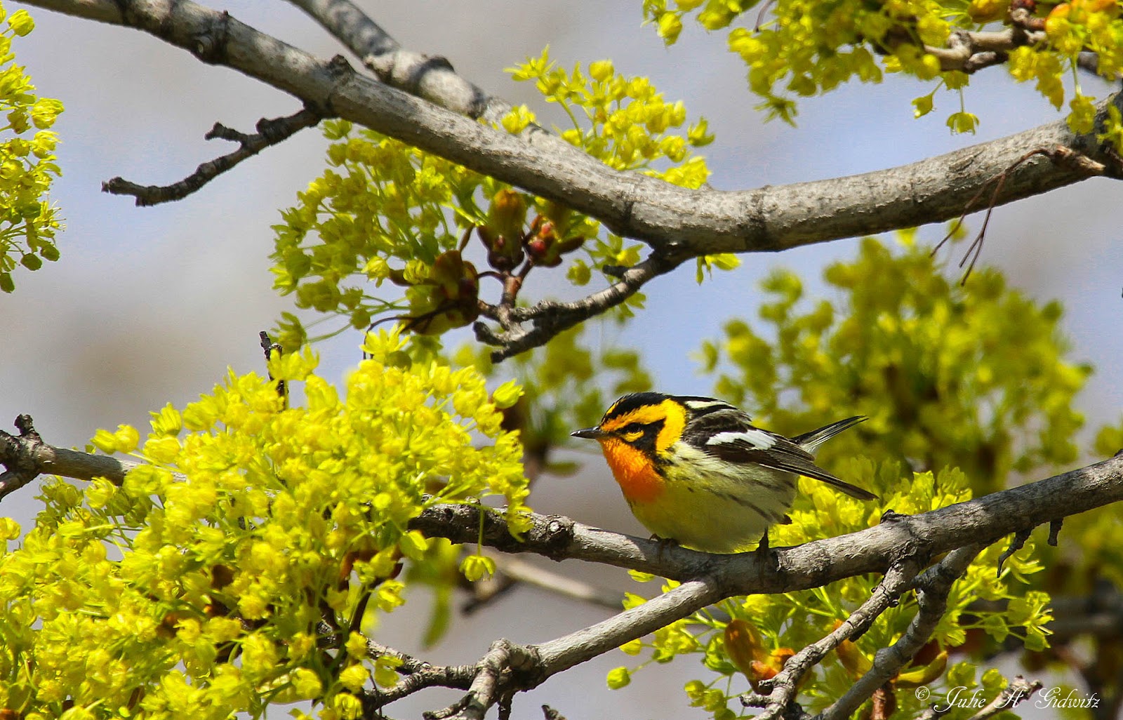 Birding Is Fun!: Spring Splendor