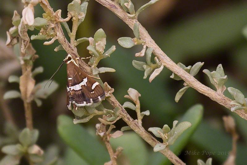 Kuwait Birding: The Baltic comes to the Gulf