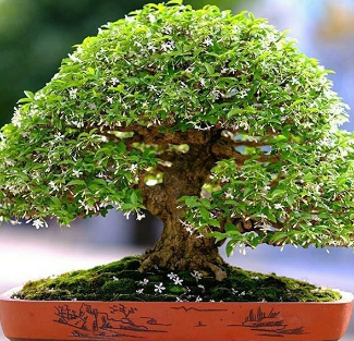 Menanam Dan Merawat Bonsai Anting Putri Di Istana Rumah Anda