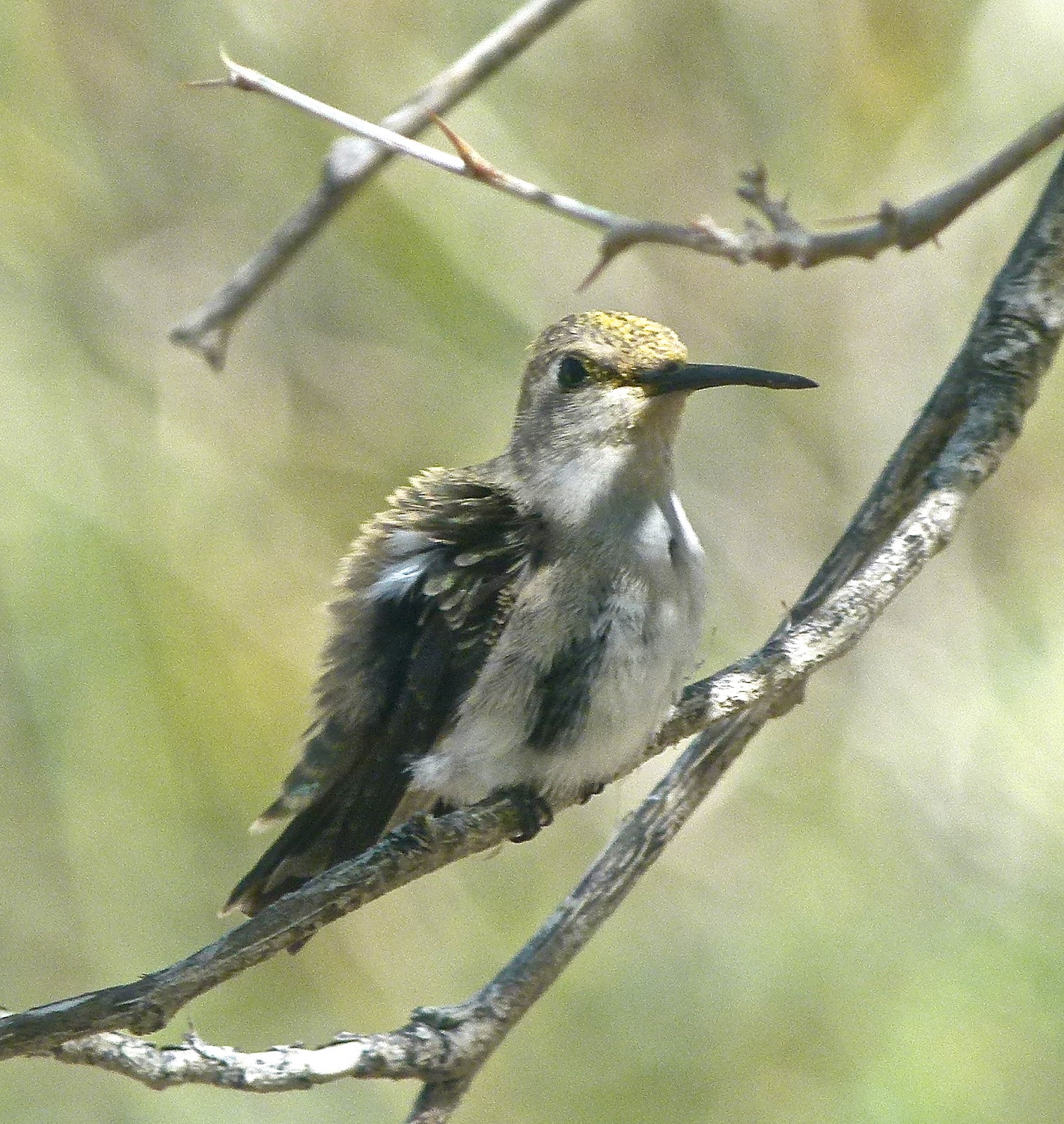 Birds of Borrego Springs (and wildlife and plants): The Springs Birding ...