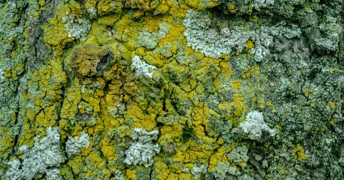 NEW SAVANNA: Bark, moss, wounds