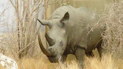 AFRIŠKE ŽIVALI: NOSOROG (Rhinocerotidae)