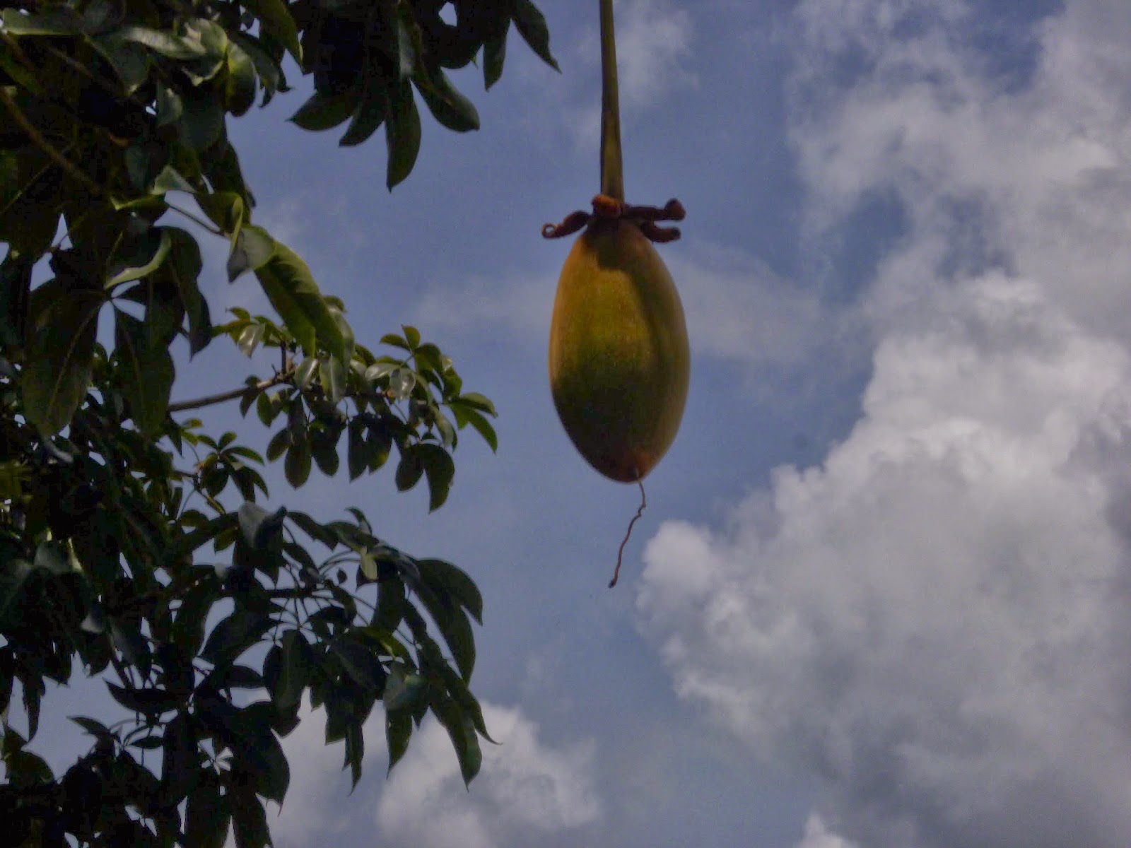 Acordo Ortográfico: O que mudou?: Voluntário em S. Tomé 5: conhecer um ...