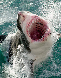 Largest Great White Sharks Facts, Great White Sharks Habitat, Great ... Largest Great White Sharks Facts, Great White Sharks Habitat, Great ...