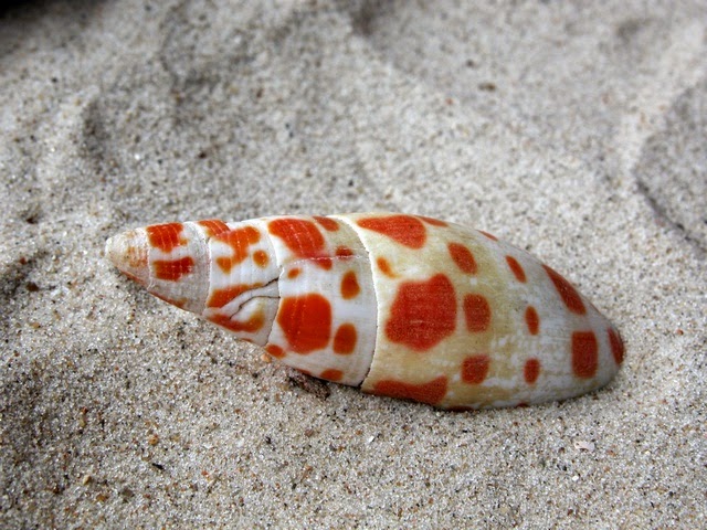 Variety of Life: Mitra