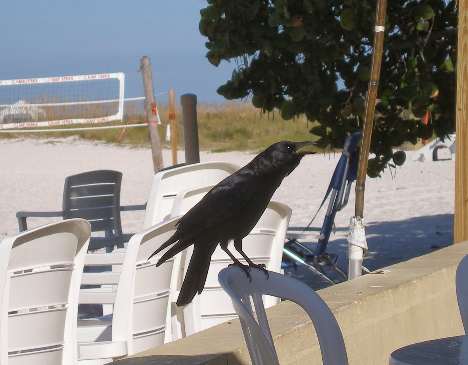 Report from the Florida Zone: Sea Crow