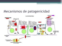 jhonier otaya : Todo Sobre Biologia...: Agentes Patógenos.