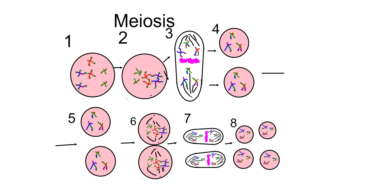 SVRSS Grade 9 Math & Science: Mitosis/ Meiosis