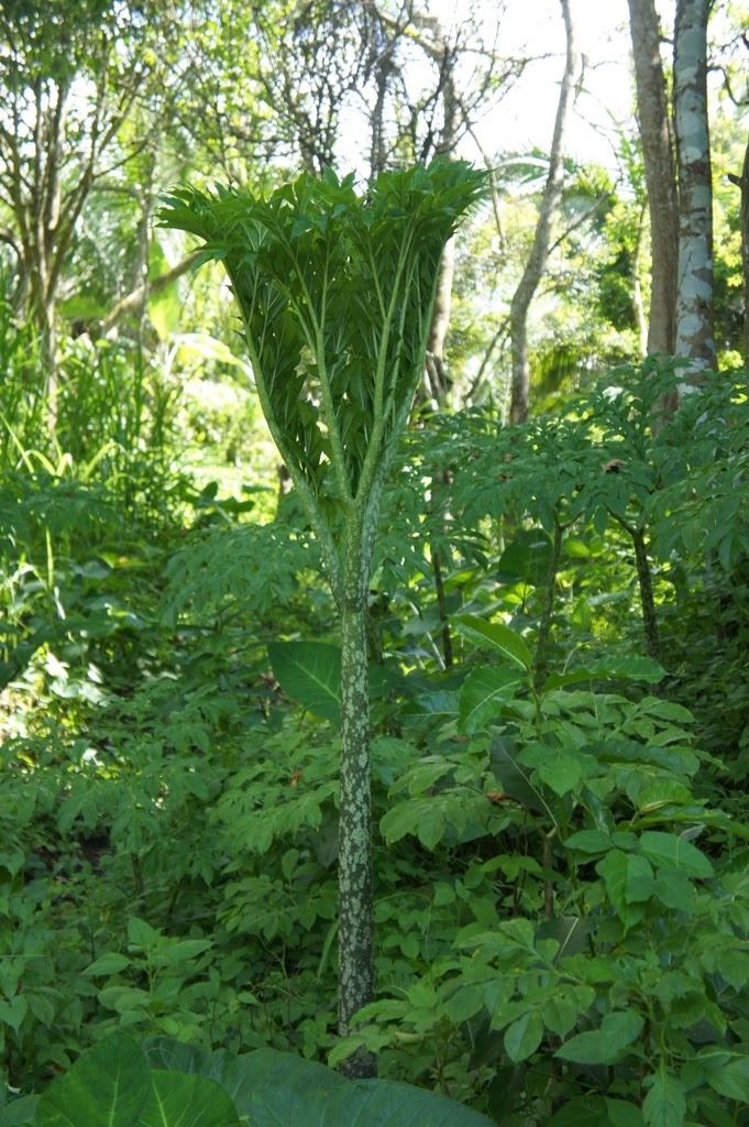OUR PHILIPPINE TREES: Land of the Large