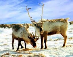 El mundo de Laura: ¡¡¡LLEGA NAVIDAD!!! Esta semana: el reno