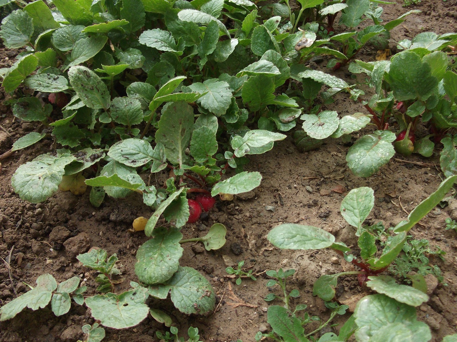 2011 ~ Baba Monk - Kişisel Sayfam