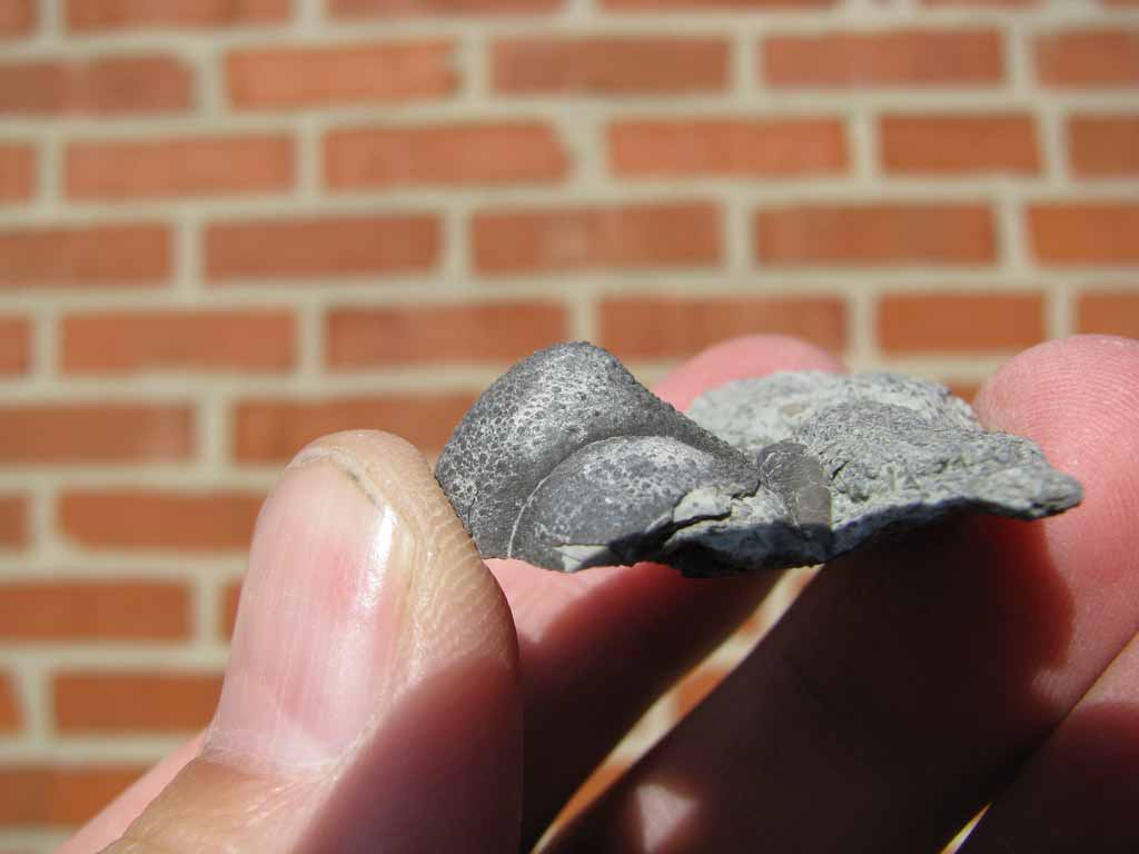 Views of the Mahantango: Partial Amphilichas trilobite cephalon from ...