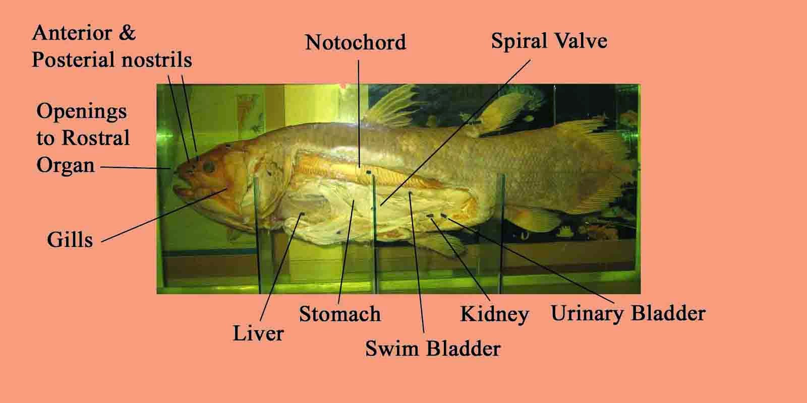 Coelacanth: Anatomy