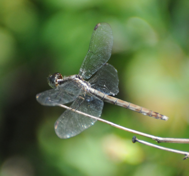 A Wandering Naturalist: Florida: Some Florida Dragonflies