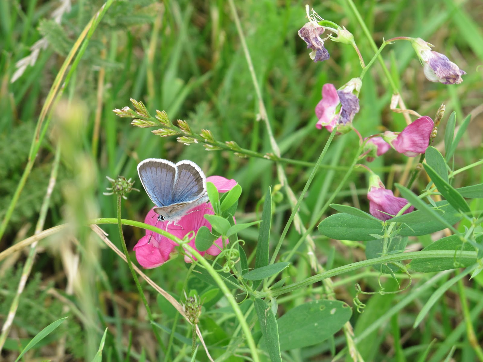 Floarea -bunica: Miercurea fara cuvinte- Flori de camp