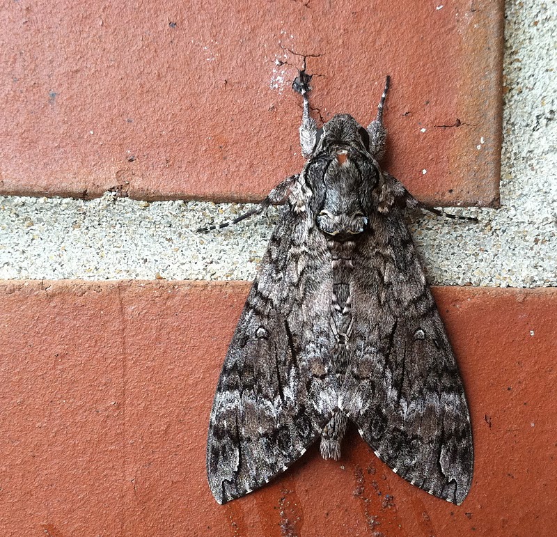 Our Nature: Big Moth