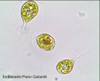 Educabio: Haematococcaceae