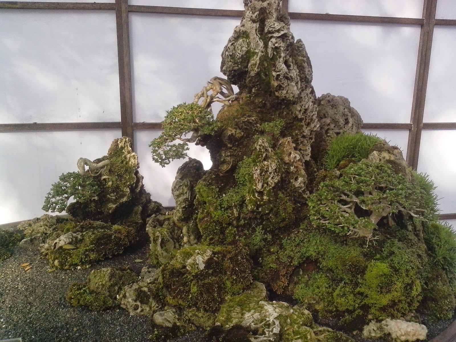 Random Thoughts: Bonsai, Penjing and Suiseki - What's that?