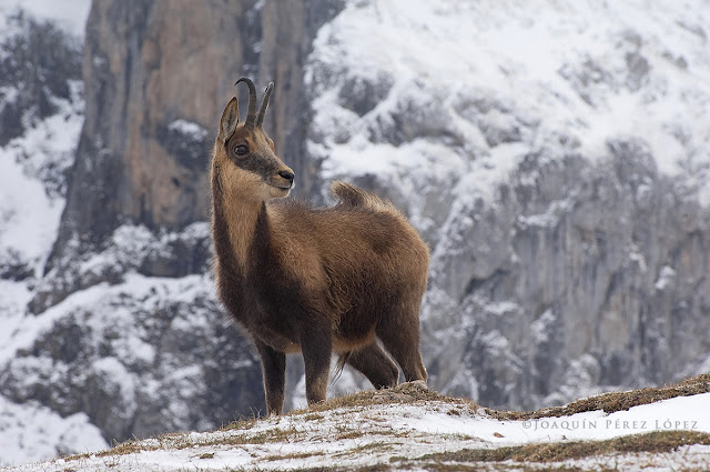 FOTO Y VIDA SALVAJE: El rebeco cantábrico (Rupicapra pyrenaica parva)
