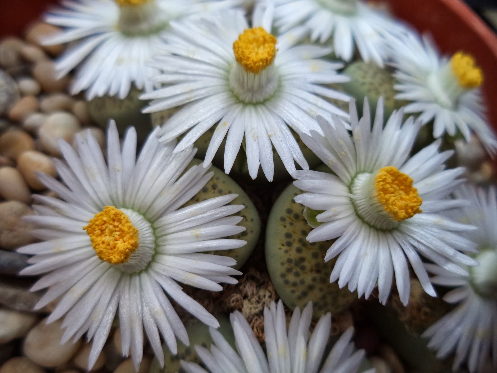 Succulent Sundae: LITHOPS FLOWERS