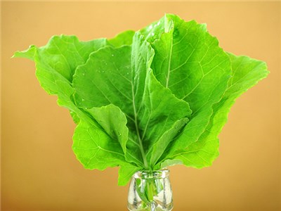 From Seed To Table: The Grow List For 2018 - What's New