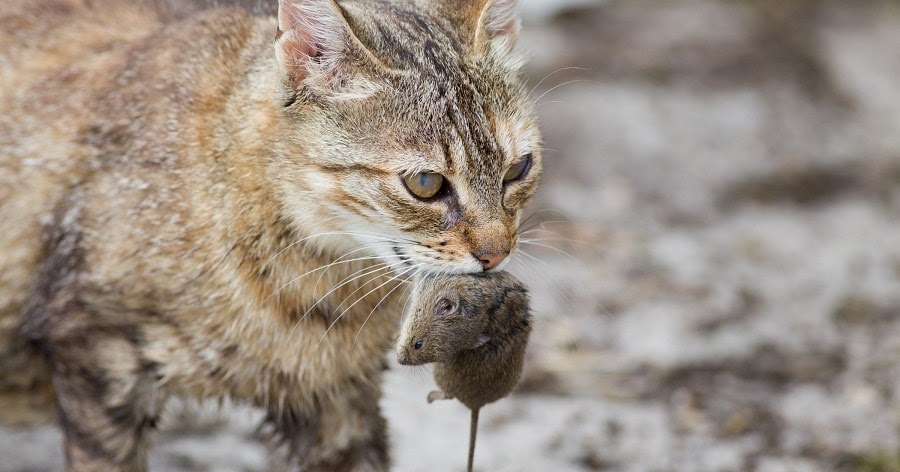 REAL reason cats chase rats! ~ DNB Stories