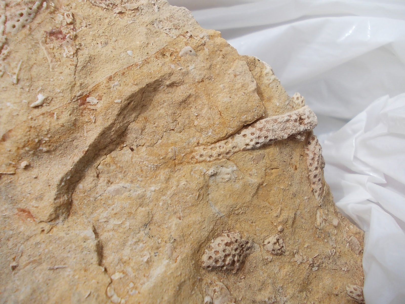 FOSILI - HERCEGOVINA: NAKON VIŠE OD 100 GOD.PREDSTAVLJAMO NALAZIŠTE ...