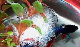 YourBettas: Betta Terminology