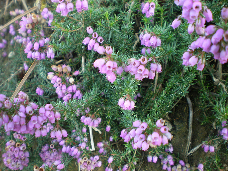 HORTA À PORTA: ERICA CINEREA ( URZE, TORGA )