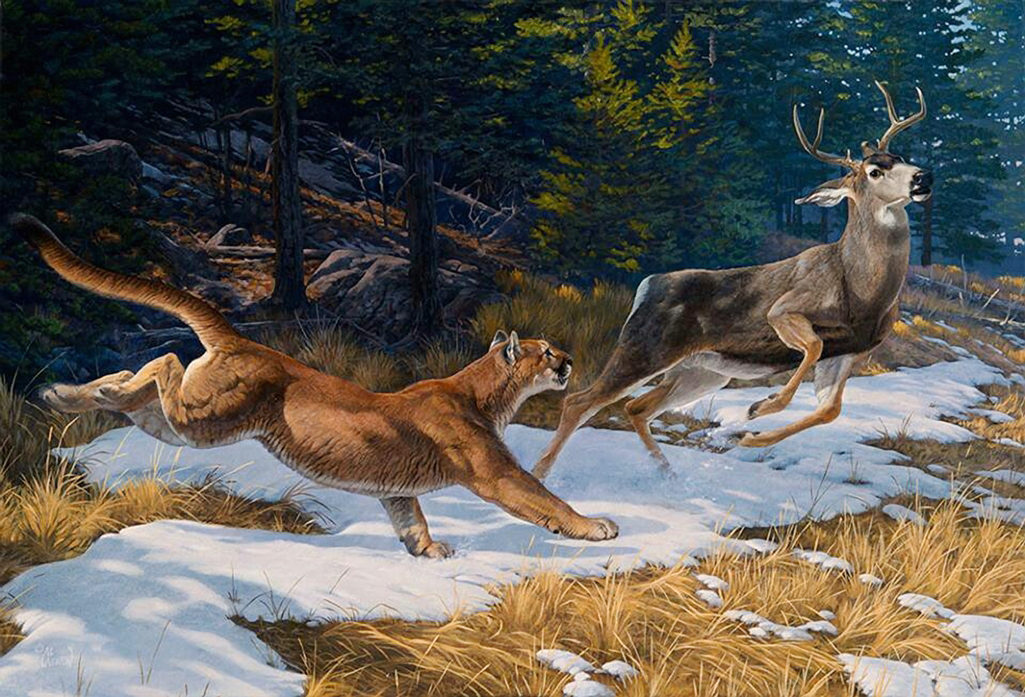 Mountain Lion Attacking Elk