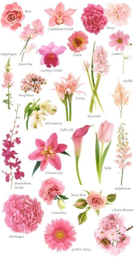 Nunta cu stil: Flori si Denumiri