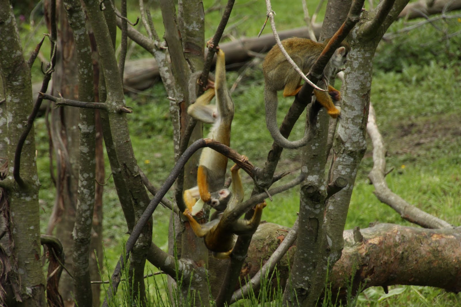 Peach and Thistle: National Museum of Scotland and Edinburgh Zoo