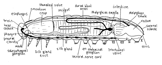 Larva therapy: see what’s under the hood – SURREY&LONDON Veins ...