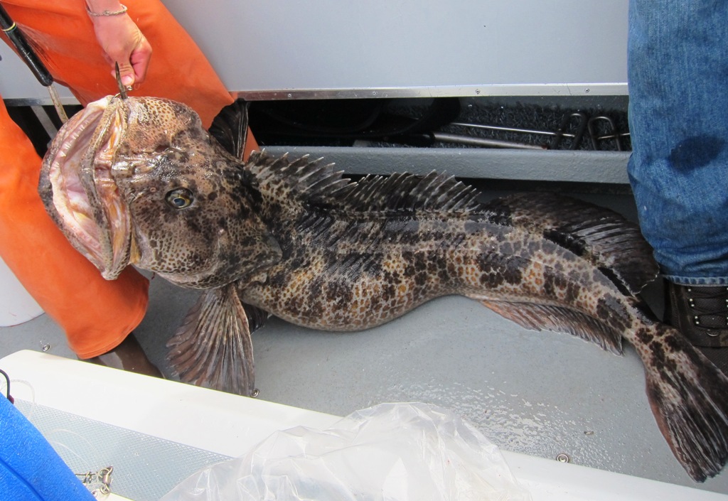 Fishin' with Dave: The Odd Fish of Alaska!