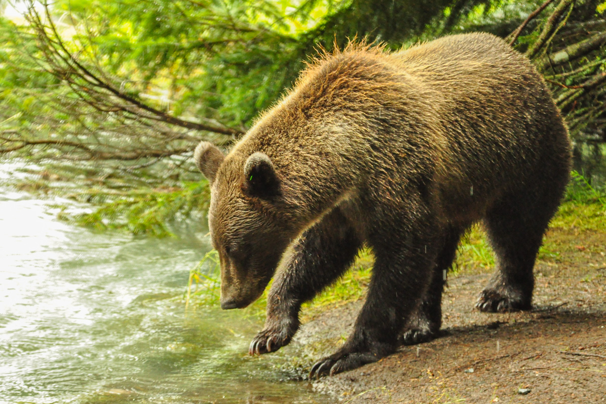 A Tree Falling: Haines