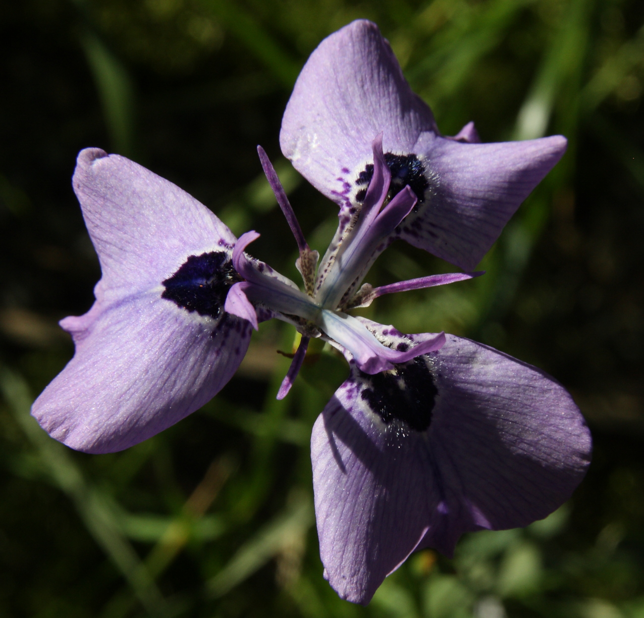 Growing Cool Plants: Moraea MM 13-137