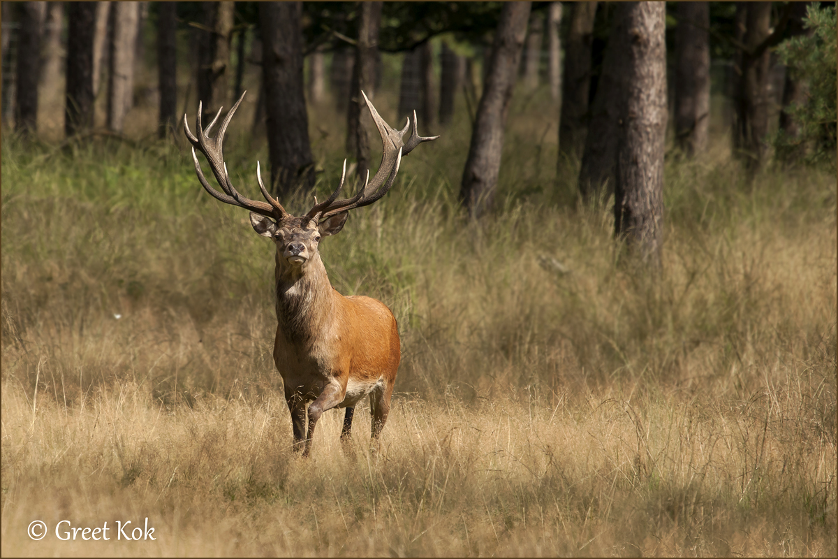 Foto`s van Greet: Herten