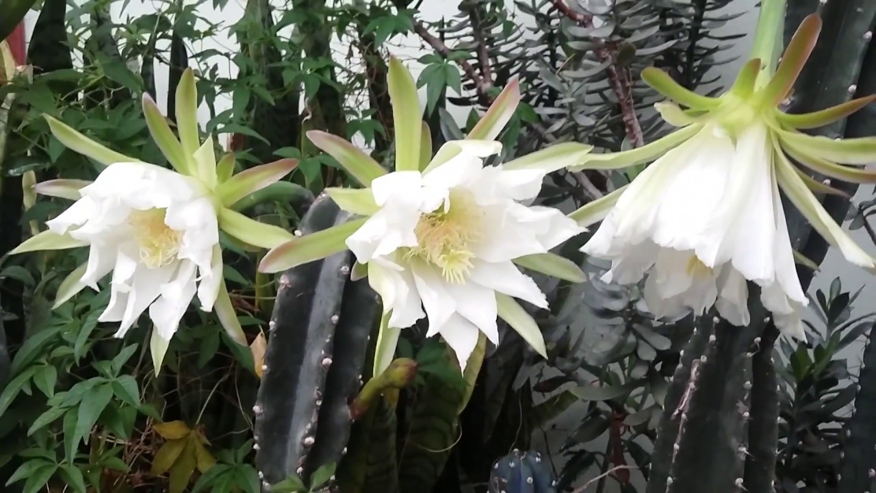 Mandacaru (Cereus jamacaru)