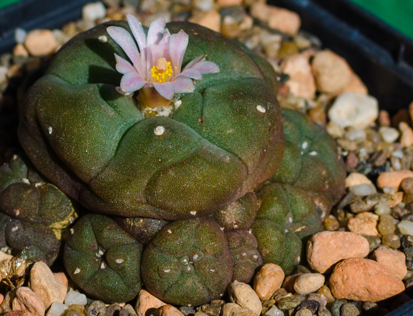 Stan's Cacti & Other Succulents: Flowering Peyote