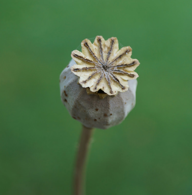 Nyack Garden Journal: Seeds