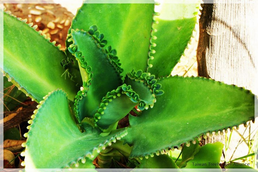 Tips Budidaya Cocor Bebek!