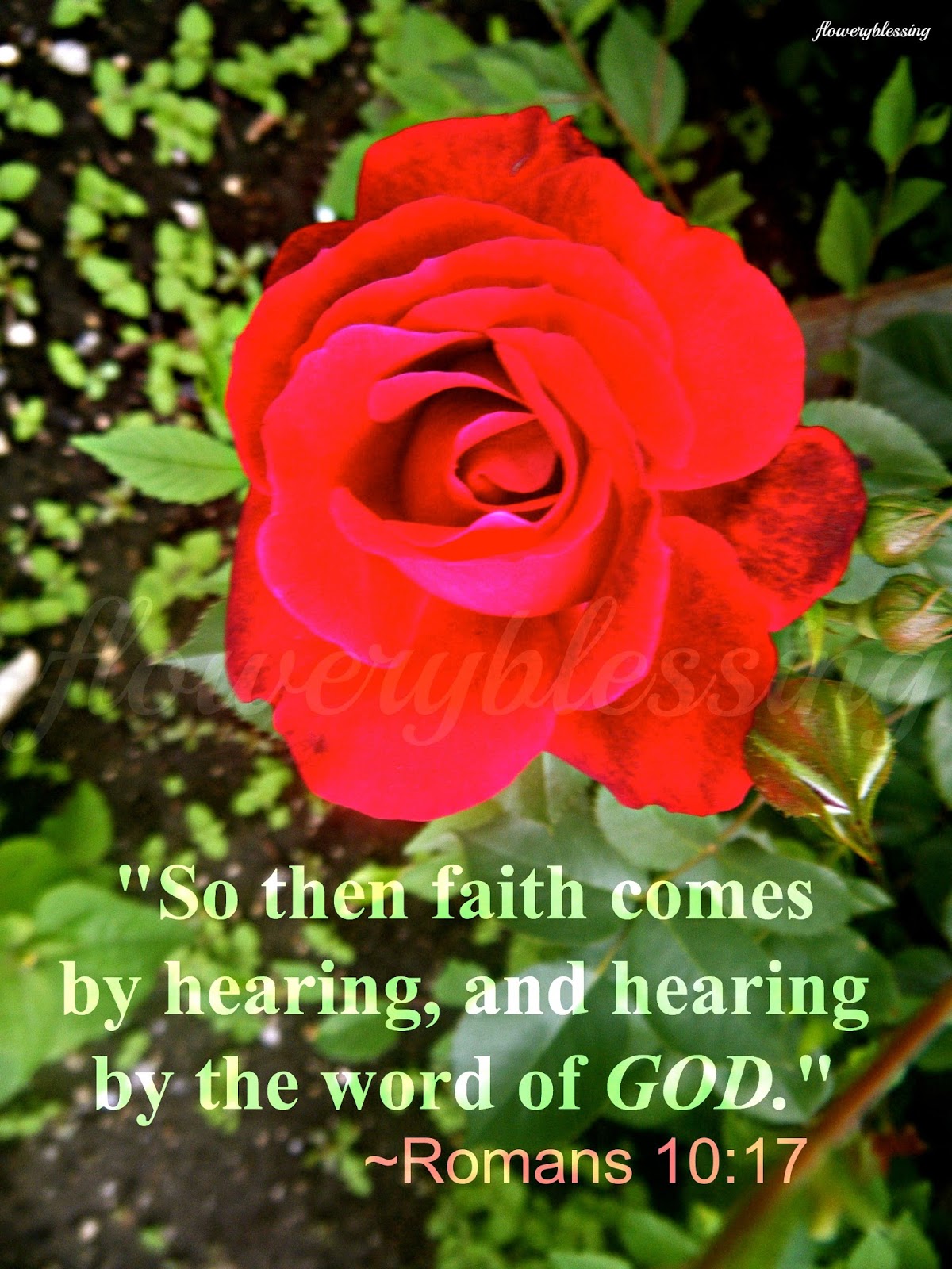 Flowery Blessing: "So then faith comes by hearing, and hearing by the ...