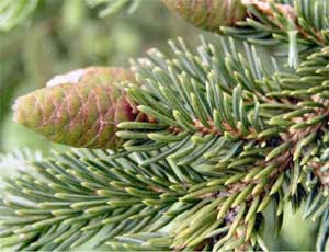 FORESTRY - LEARNING: DEFINITION OF CONIFER - CONIFEROUS FOREST