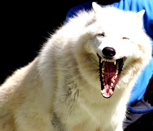 White Wolf : 14 Funny Wolf Pictures That Will Put A Smile On Your Face