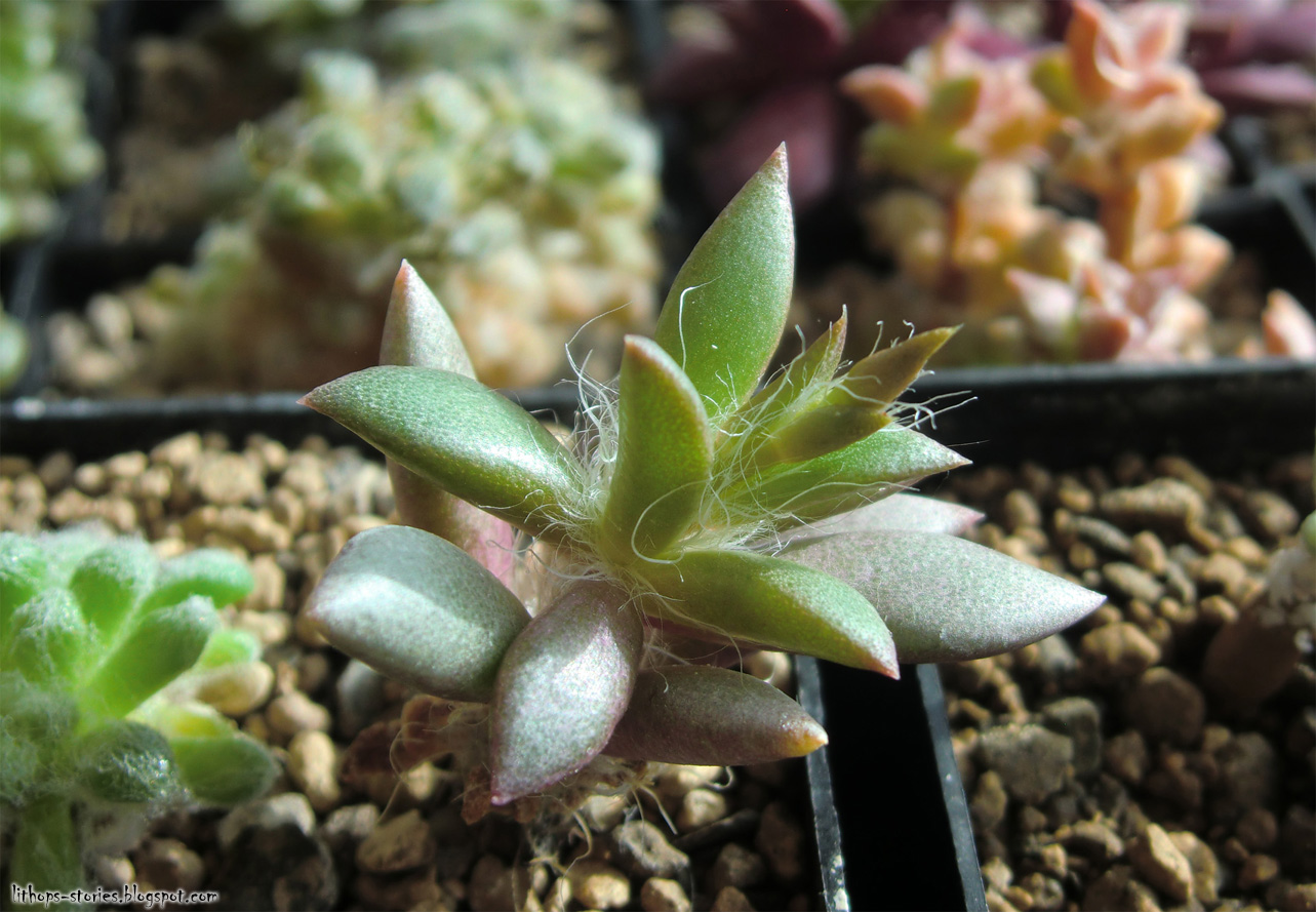 Lithops Stories: Last year's Anacampseros seedlings still kicking (35 pics)